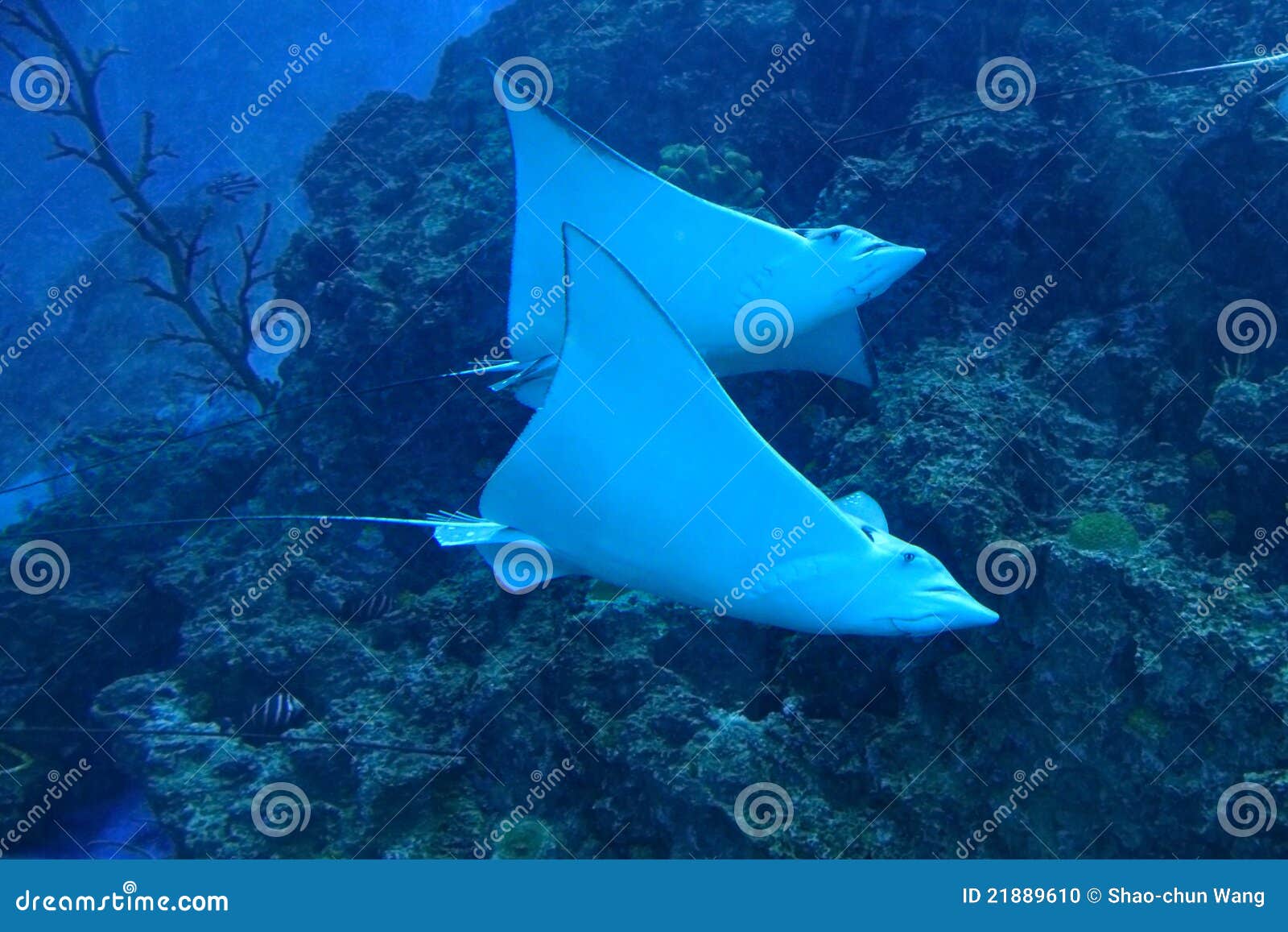 Beautiful stingray stock photo. Image of fish, lined - 21889610
