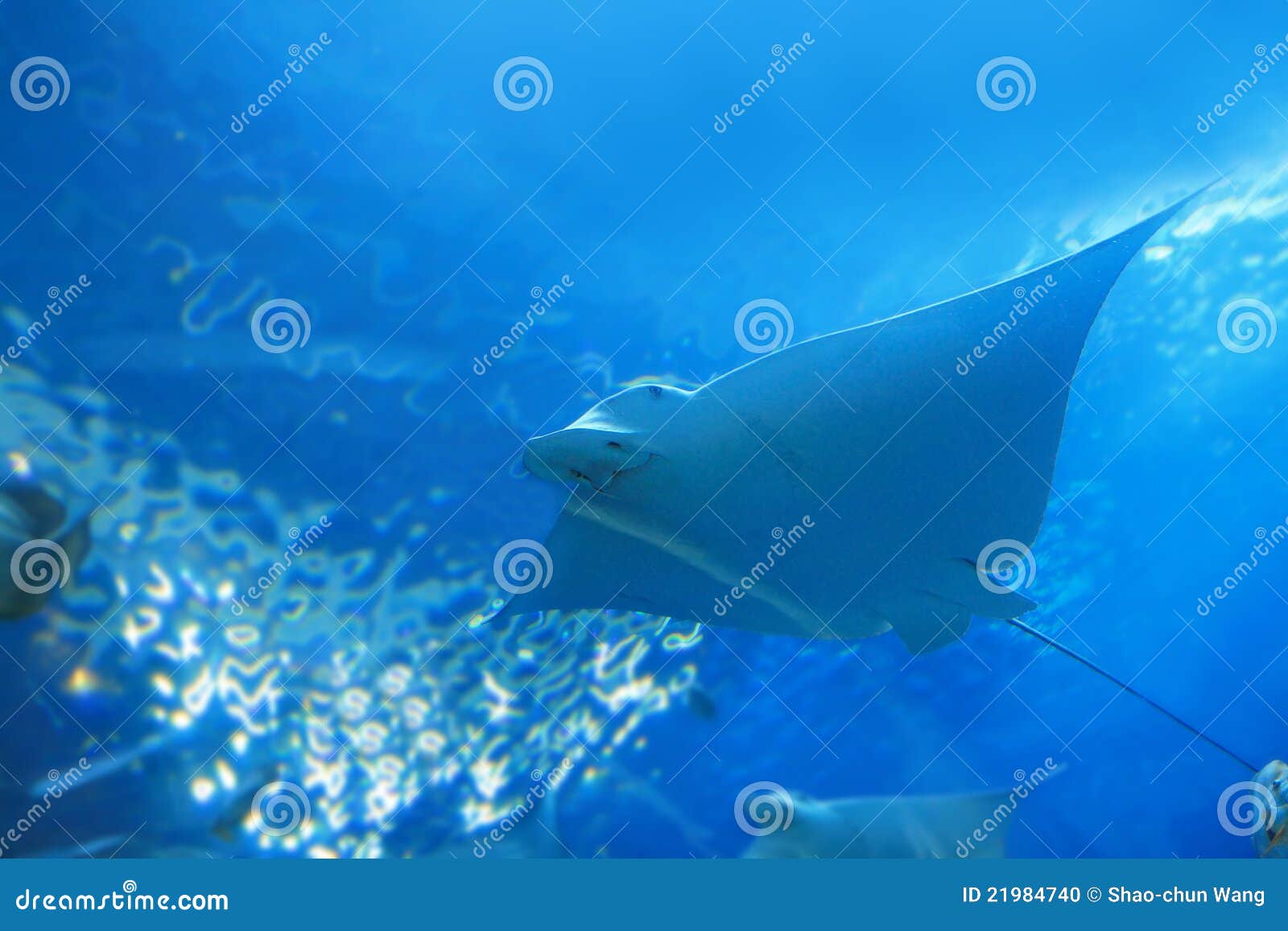 Beautiful stingray stock photo. Image of great, aqua - 21984740