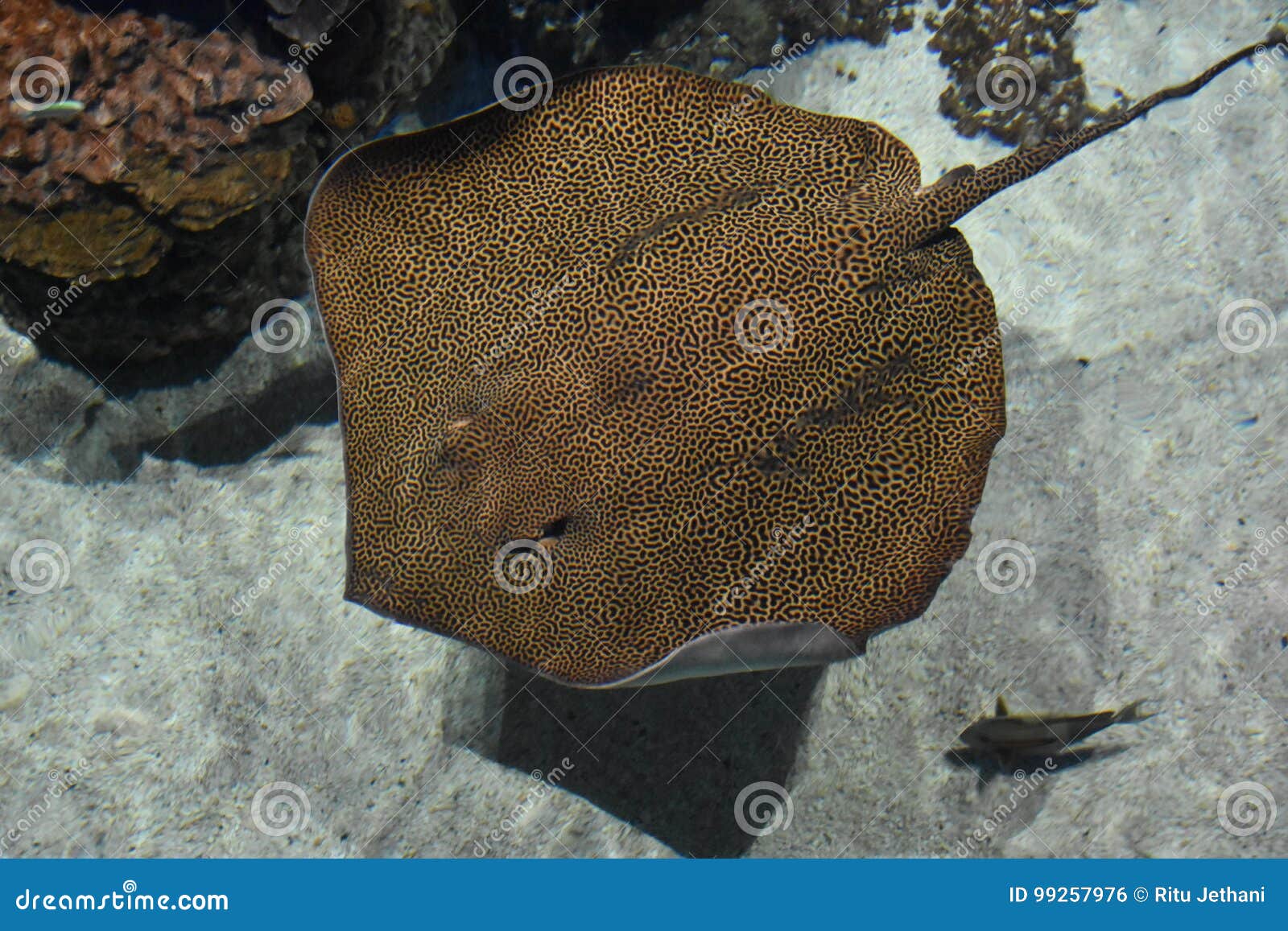 A Beautiful Stingray stock photo. Image of sting, nature - 99257976