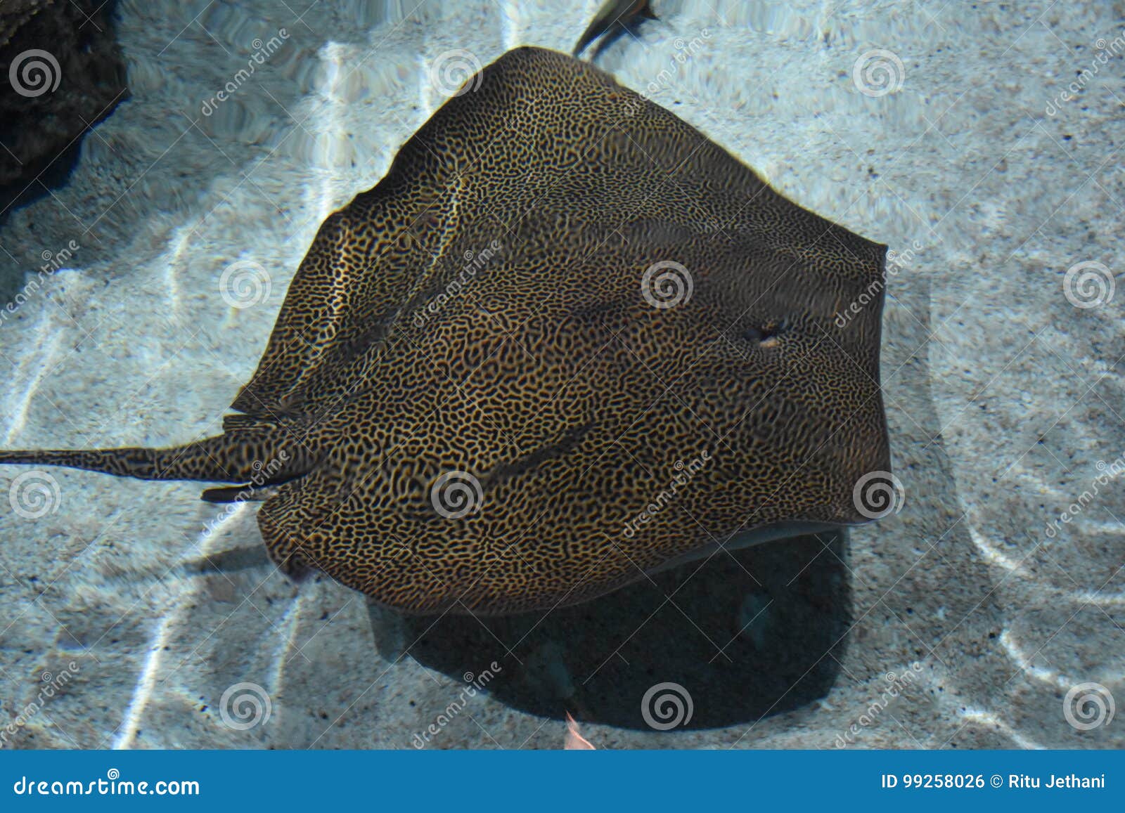A Beautiful Stingray stock photo. Image of pink, thailand - 99258026