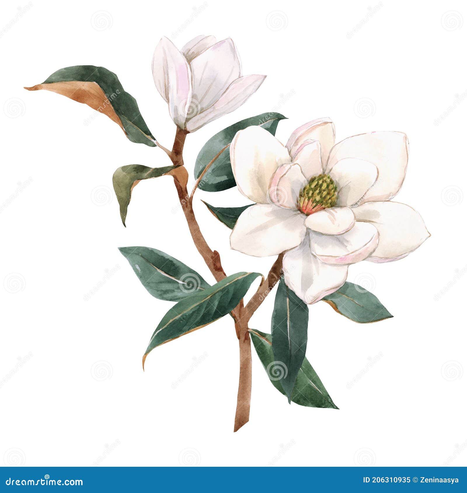 Beautiful Stock Illustration With Hand Drawn Watercolor Gentle White
