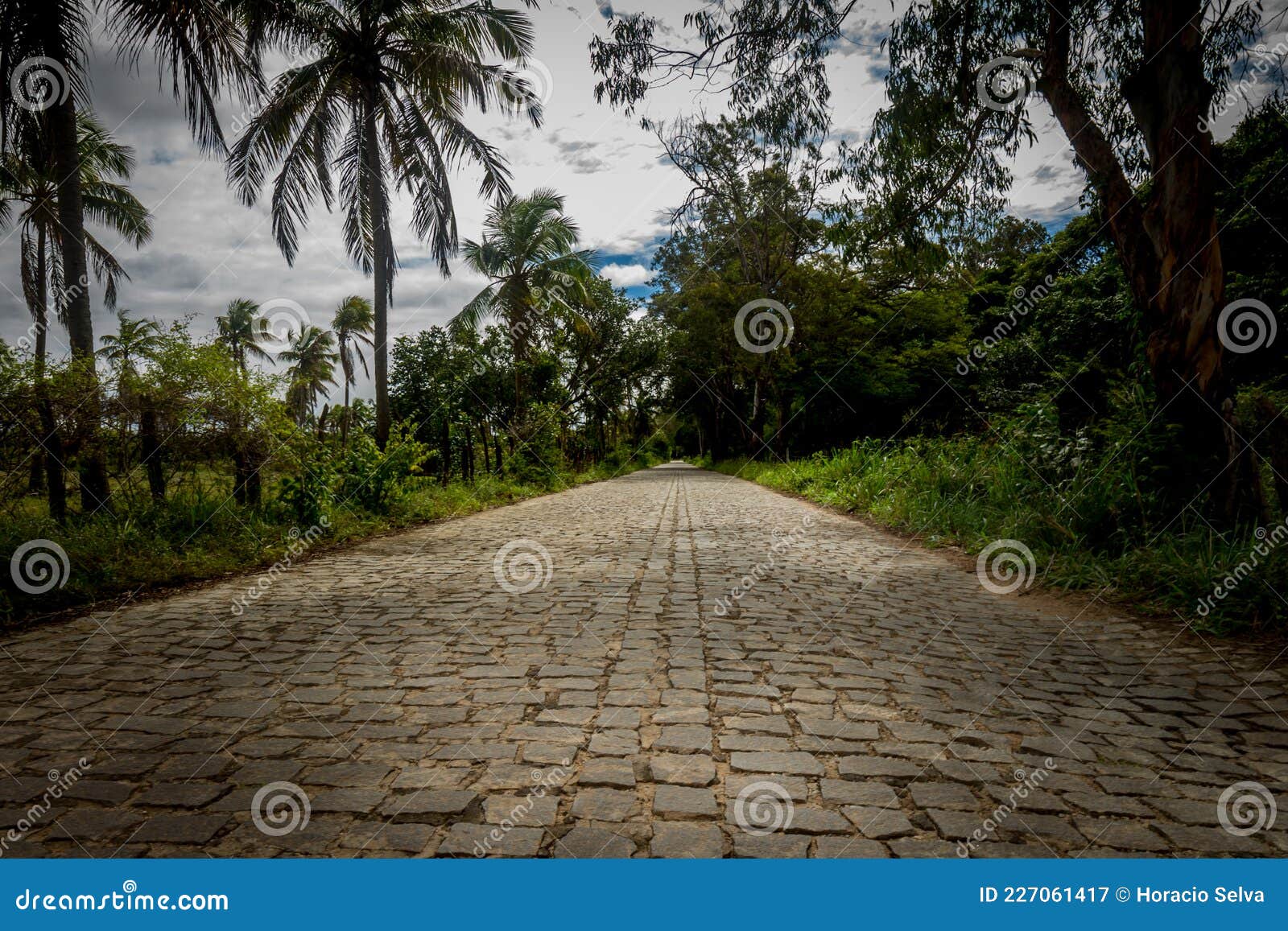 Beautiful Stone Path Surrounded by Trees Path in Gloomy Forest Stock ...