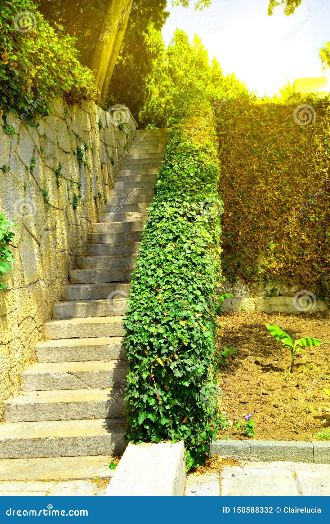 Beautiful Stone Staircase, Steps Leading Up among the Plants and Trees ...