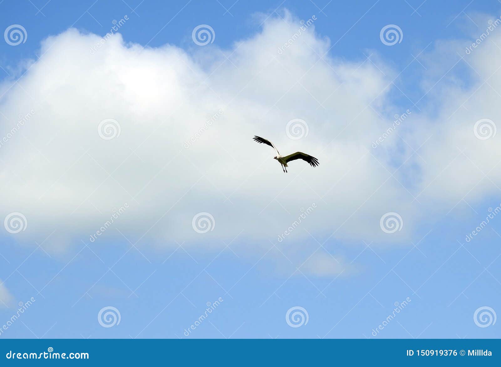 Flying Stork Bird, Lithuania Stock Photo - Image of stork, body: 150919376
