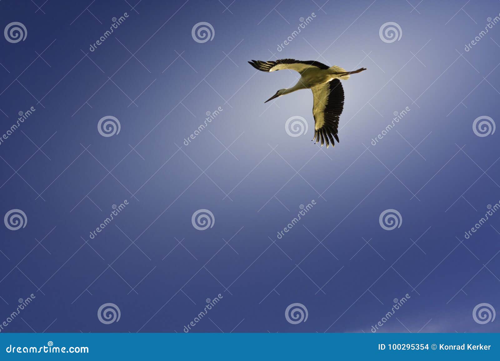 Stork on the fly stock photo. Image of meadow, green - 100295354