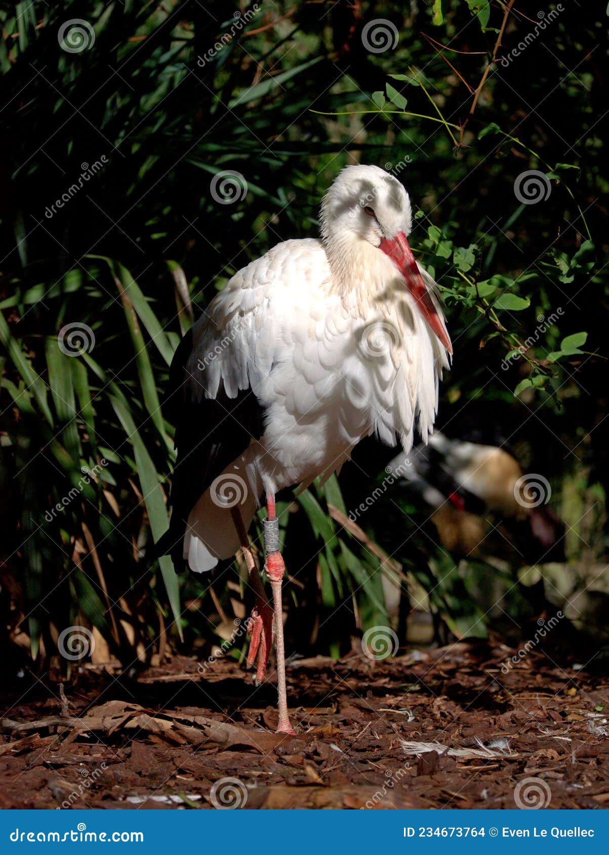 Beautiful Stork One Foot Standing Stock Photo - Image of wildlife ...