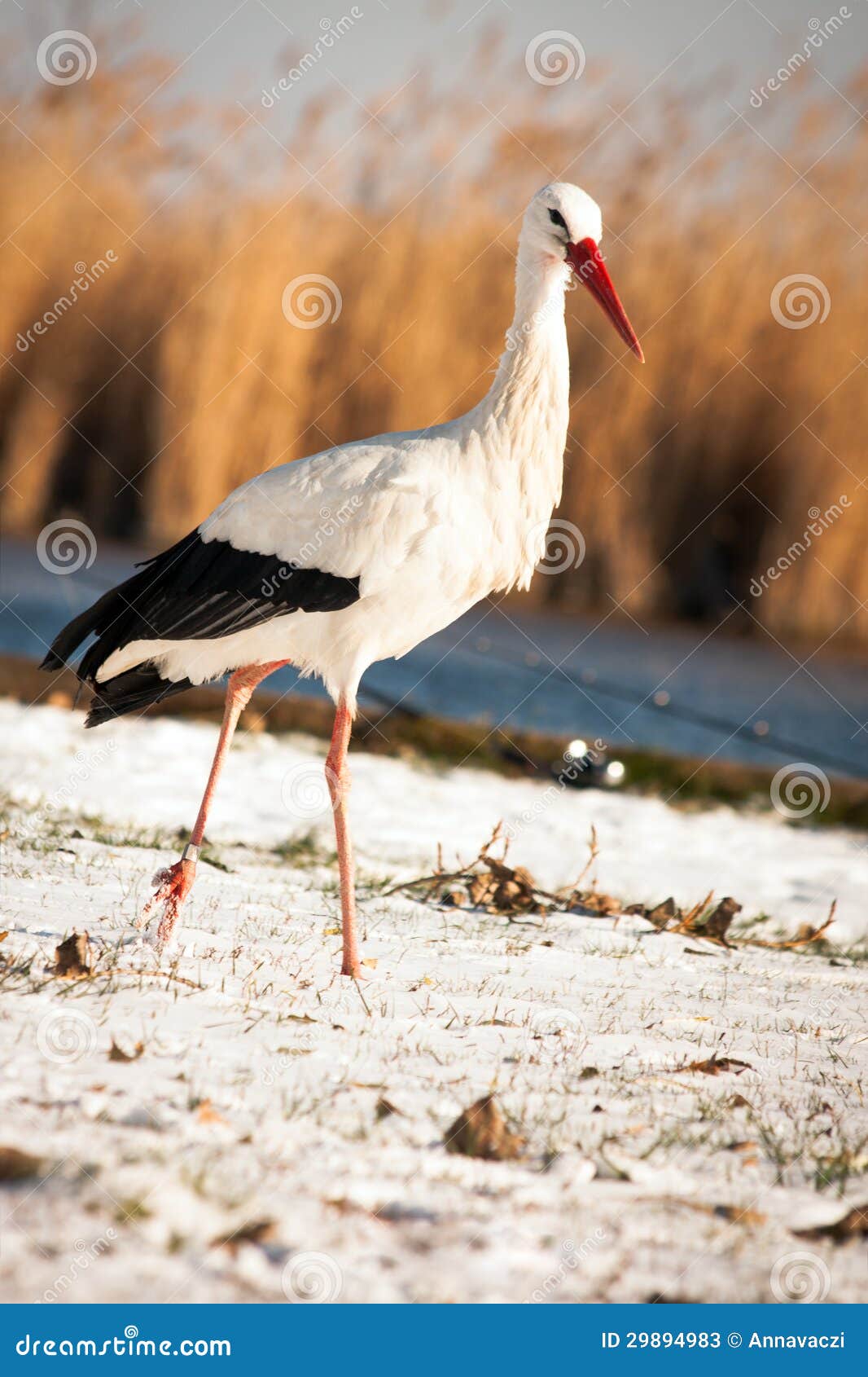 Beautiful Stork at the Park Stock Image - Image of beautiful, freedom ...