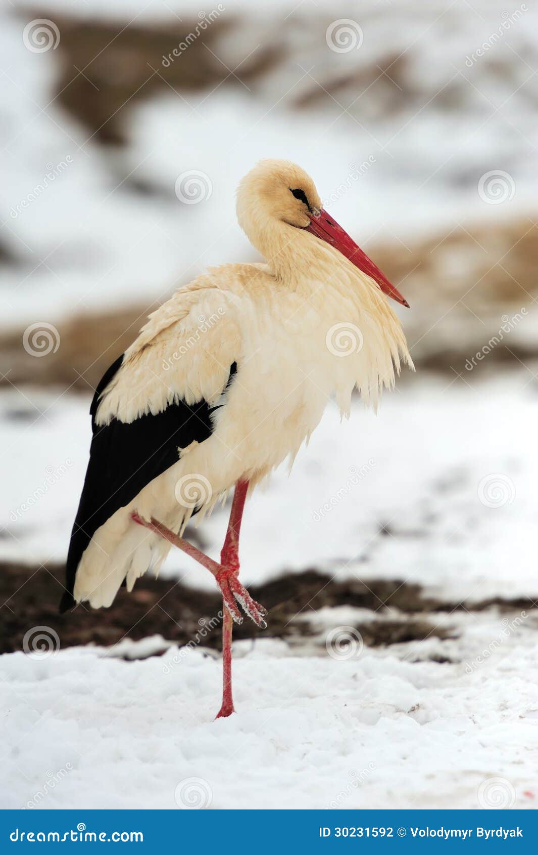 Stork stock photo. Image of cold, wing, care, hope, neck - 30231592
