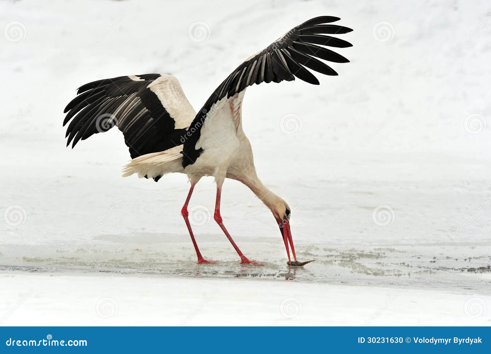 Stork stock photo. Image of bird, beautiful, beauty, beak - 30231630