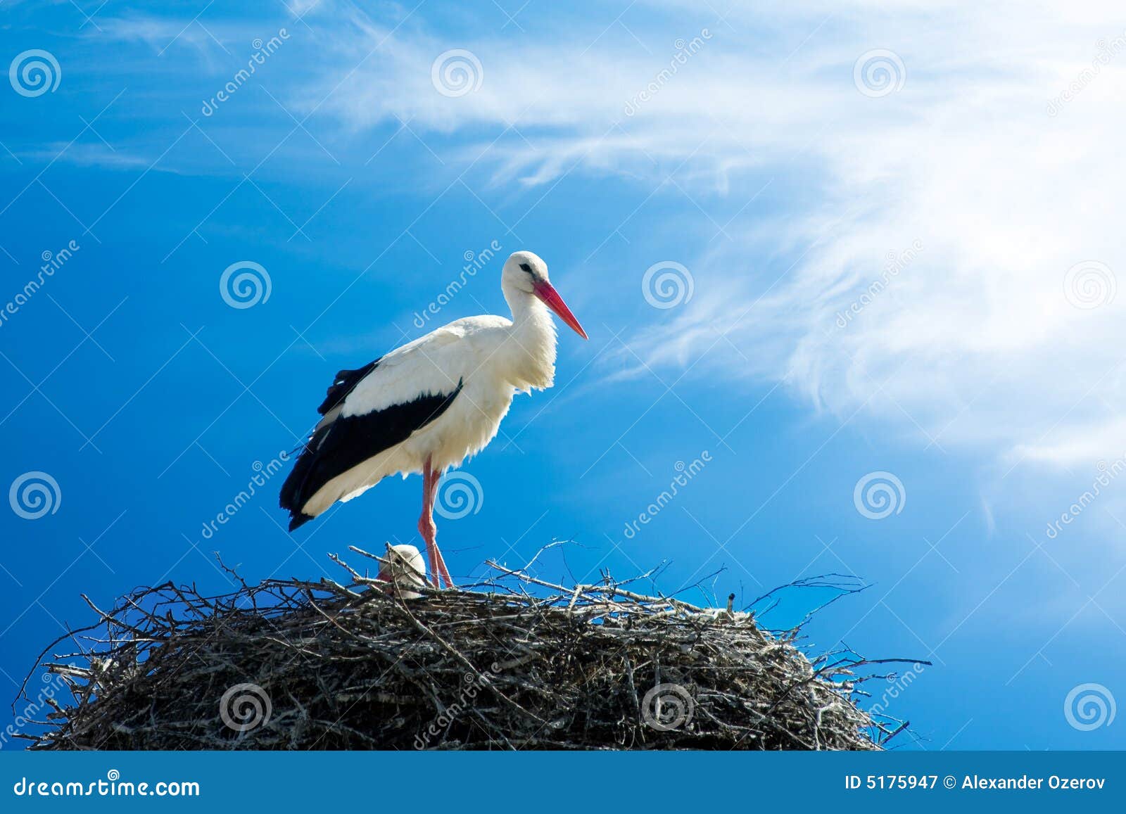 Beautiful Stork Stand on the Nest Stock Image - Image of fauna, stork ...
