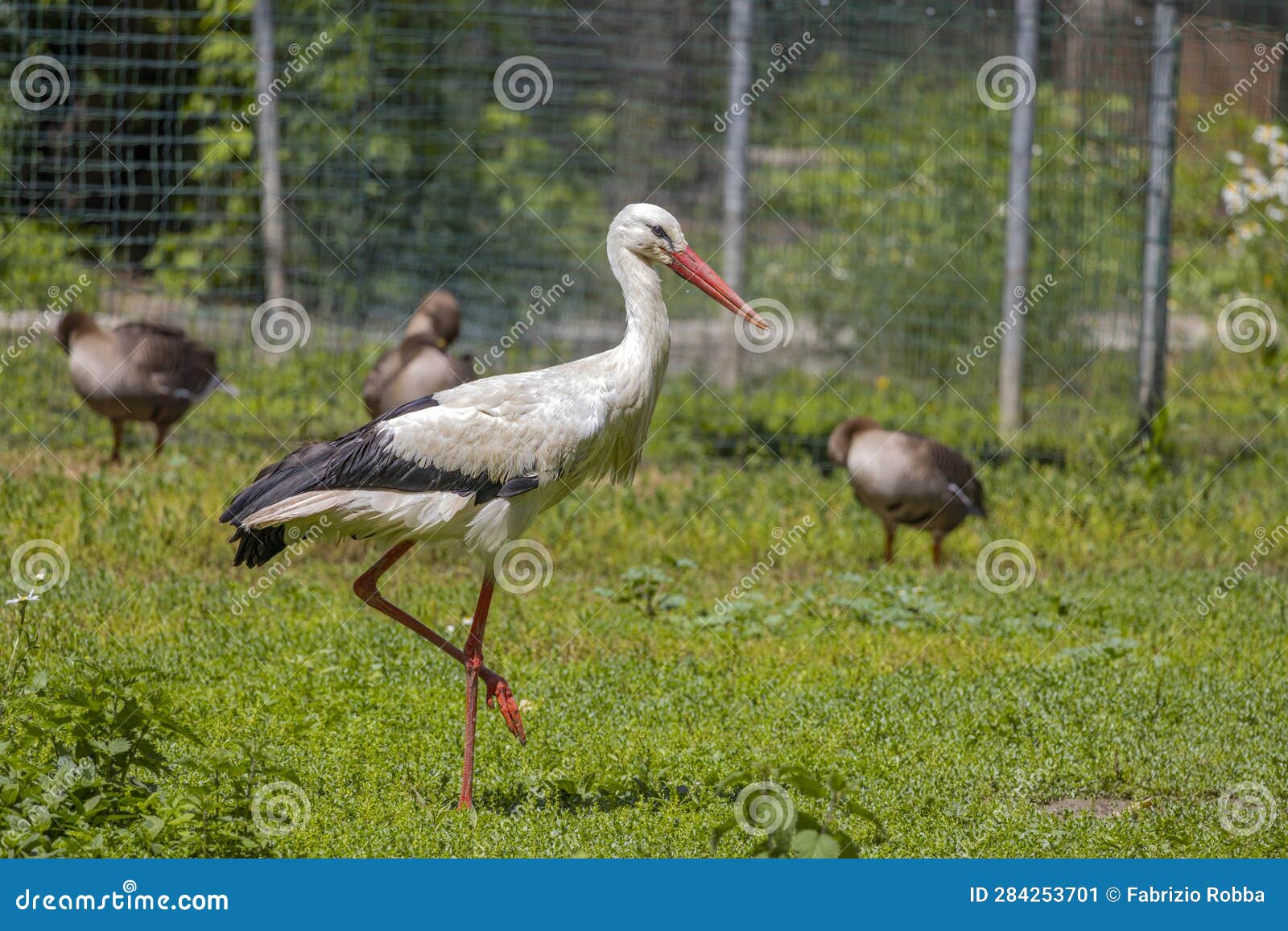 A Beautiful Stork Standing on the Grass Stock Image - Image of nature ...