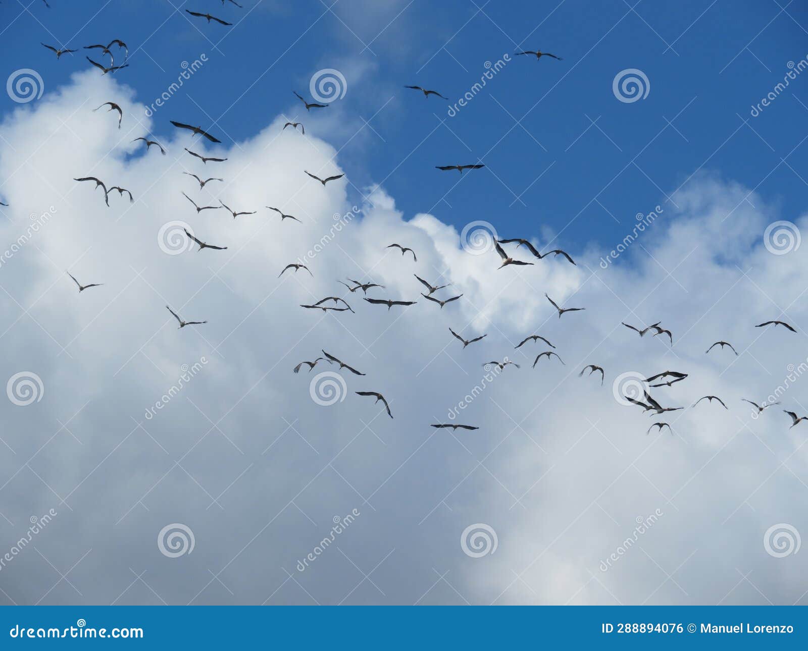 Beautiful Storks Flying in Group Disoriented Aimless Group Stock Photo ...