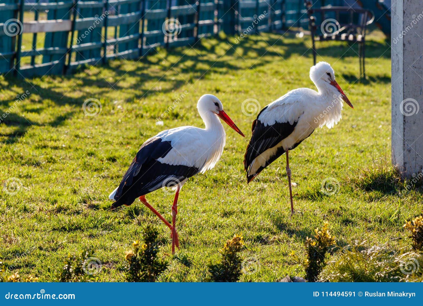 Beautiful Storks Walk on the Grass Stock Image - Image of green, nest ...