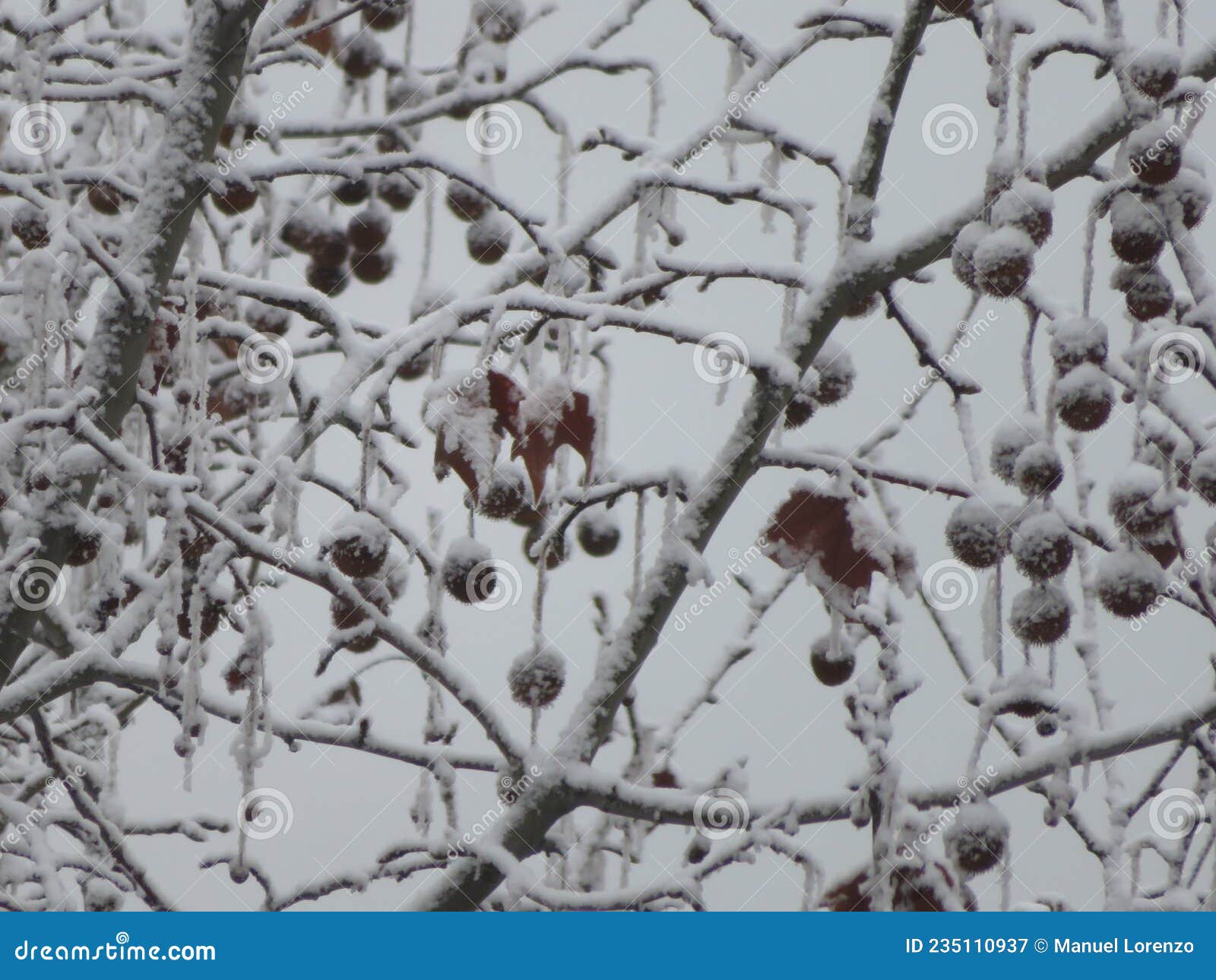 Beautiful Storm of Cold and Snow Frost Ice Under Zero Ice Stock Image ...