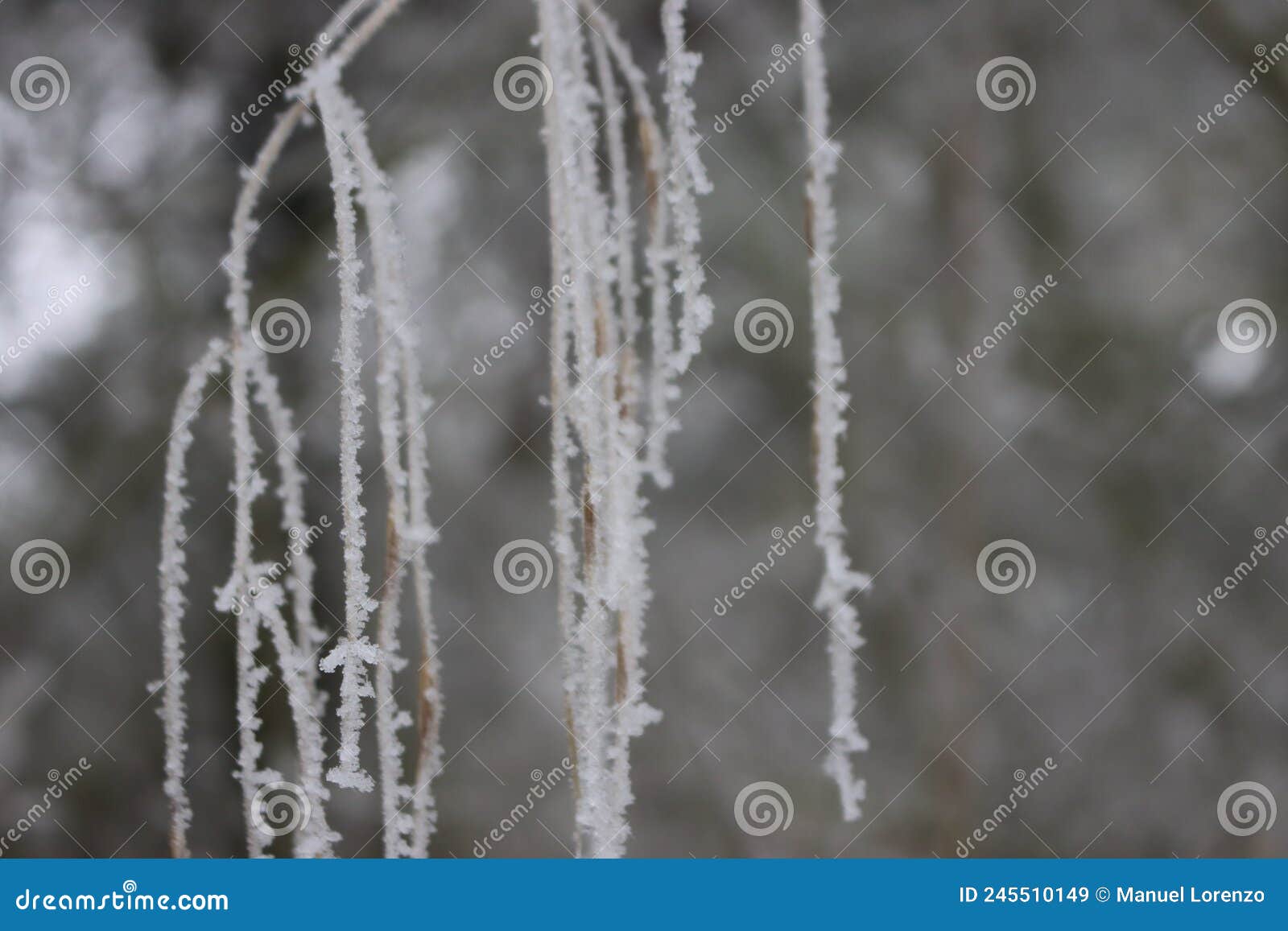 Beautiful Storm of Cold and Snow Frost Ice Under Zero Ice Stock Image ...