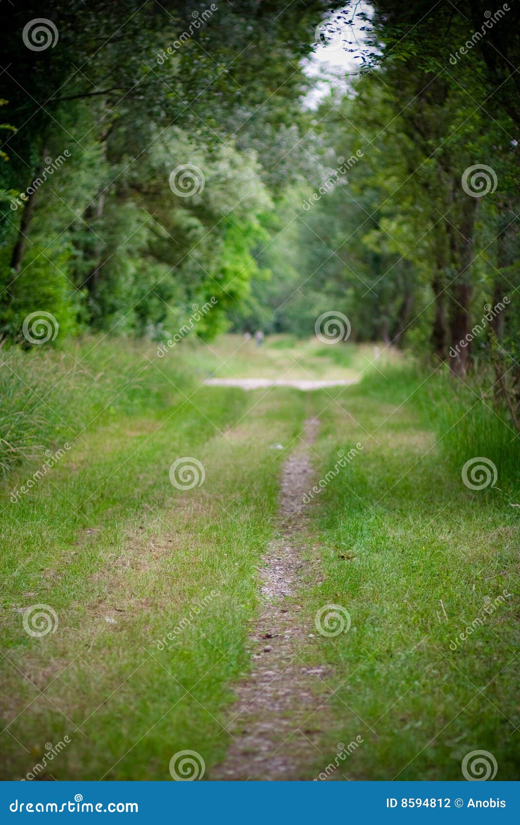 A beautiful straight path stock photo. Image of netherlands - 8594812