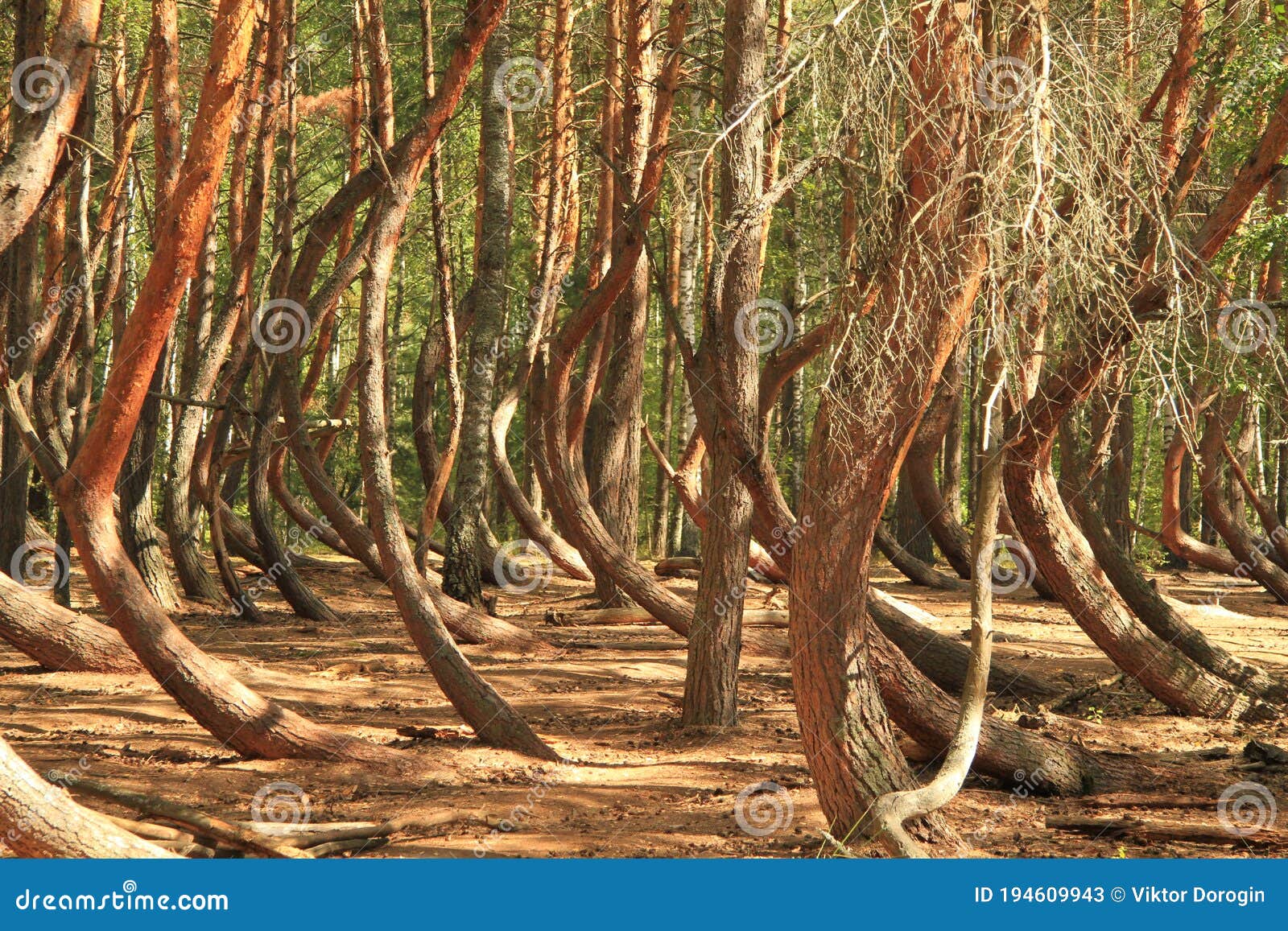 Beautiful Strange Crooked Forest Stock Image - Image of nature ...