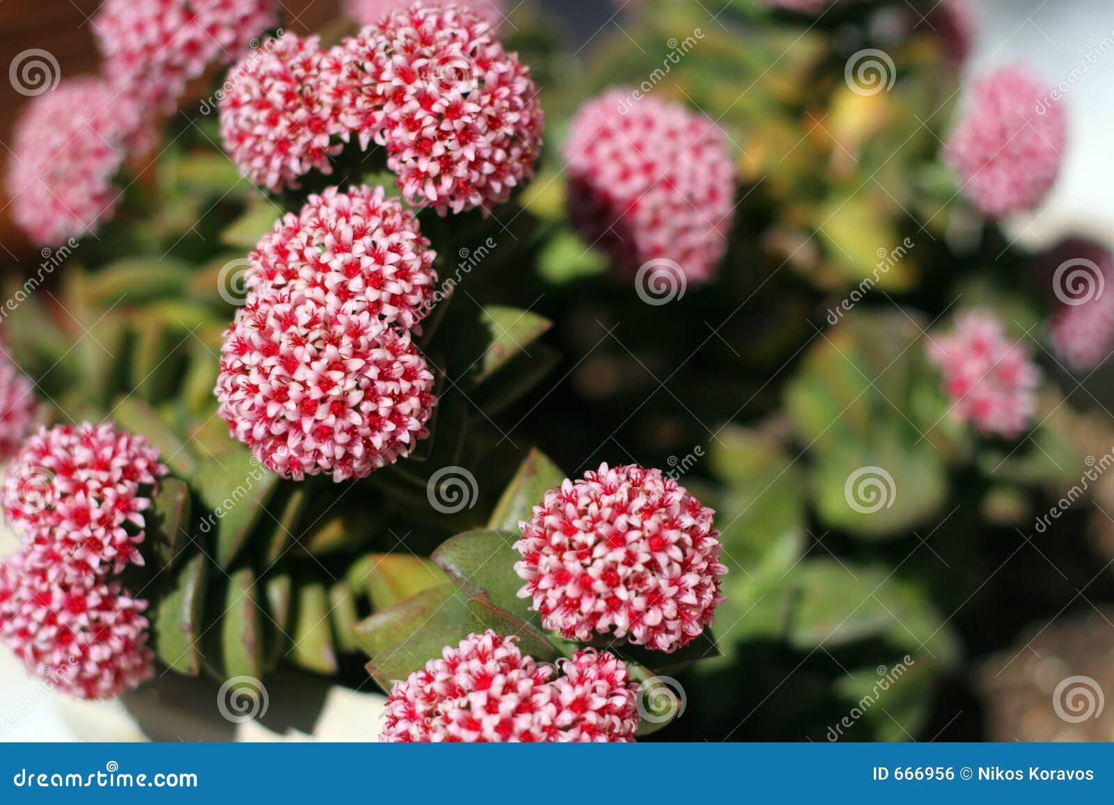 Beautiful And Strange Flowers Stock Photo - Image of shape, beautiful ...
