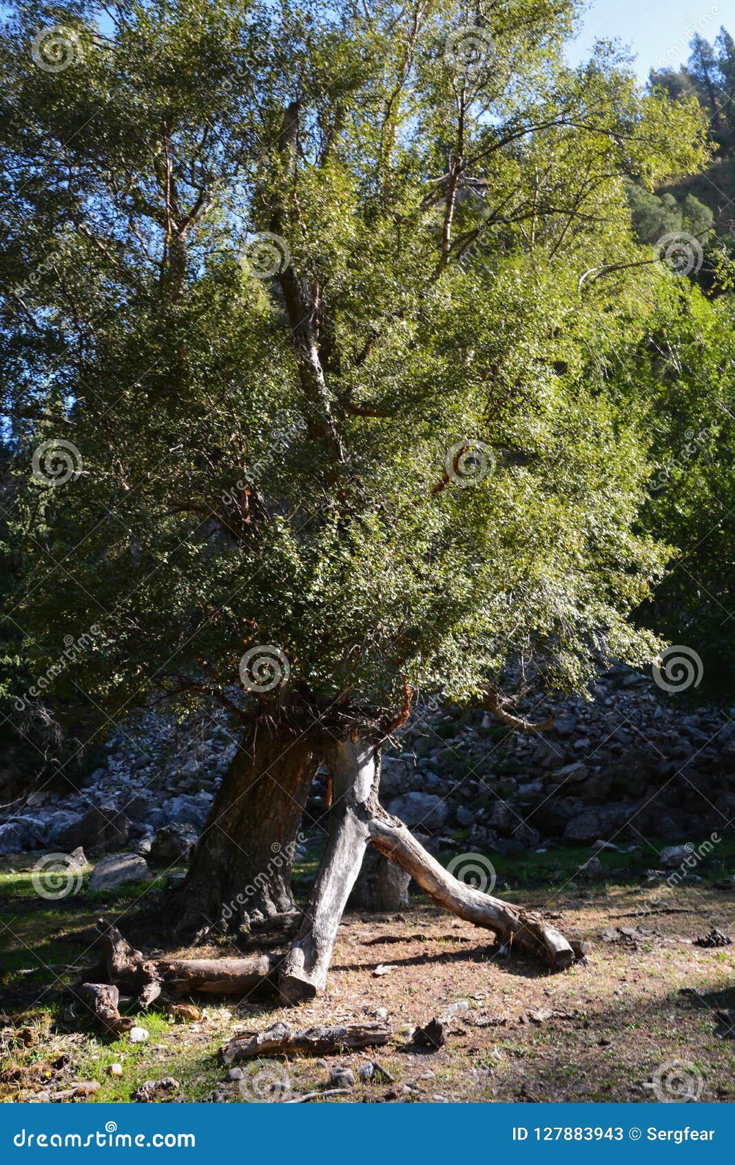 Beautiful Strange Tree in the Mountains Stock Image - Image of green ...