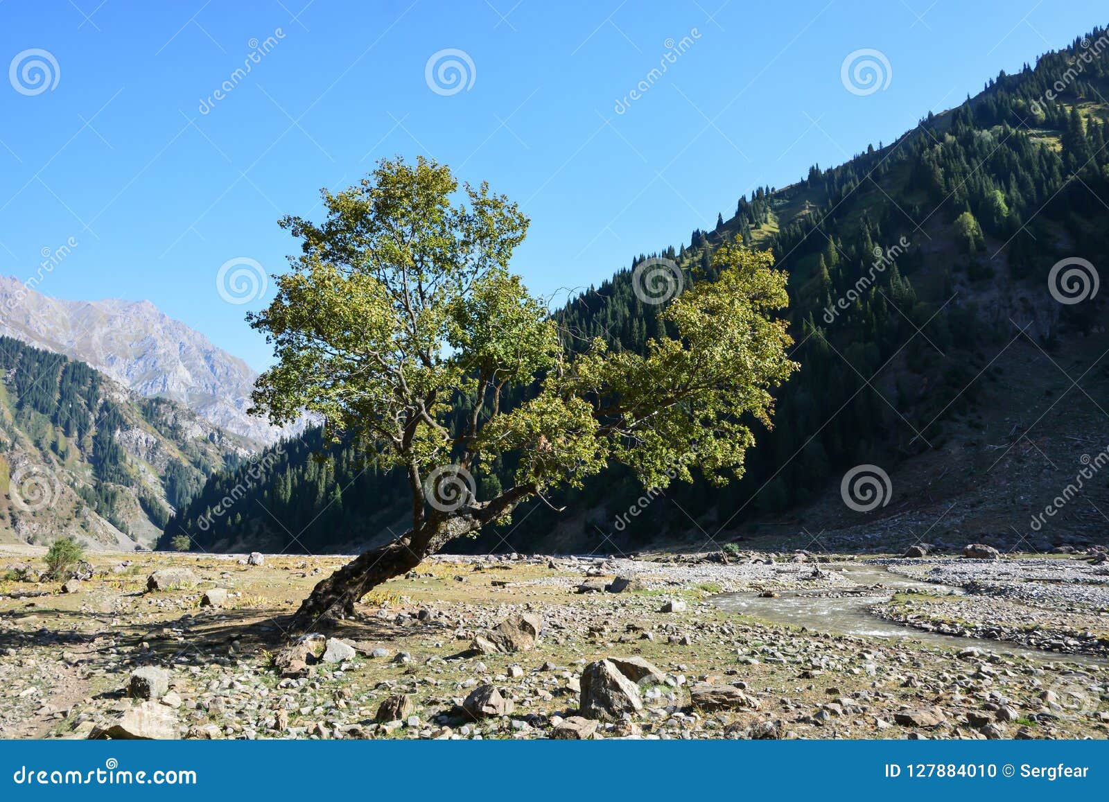Beautiful Strange Tree in the Mountains Stock Photo - Image of outdoor ...