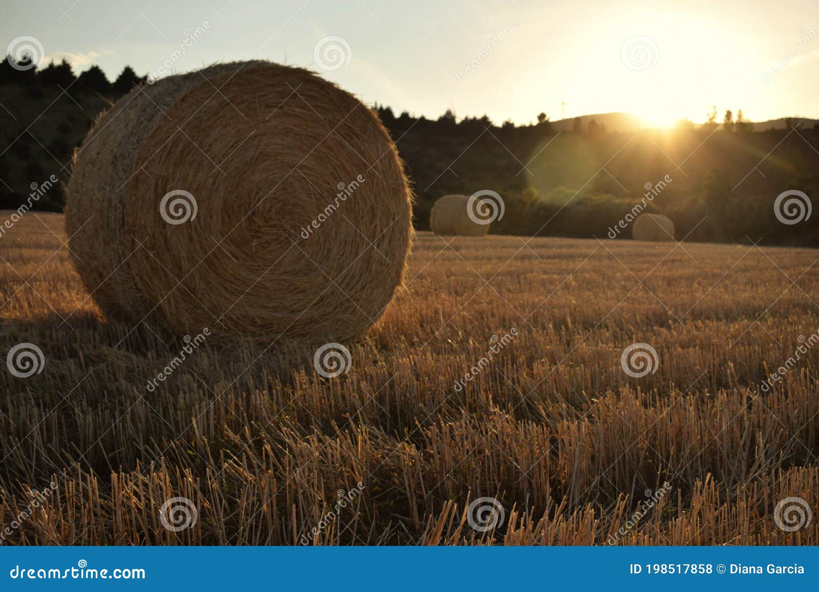 Beautiful Bale of Straws at Sunset One Day of August Stock Photo ...