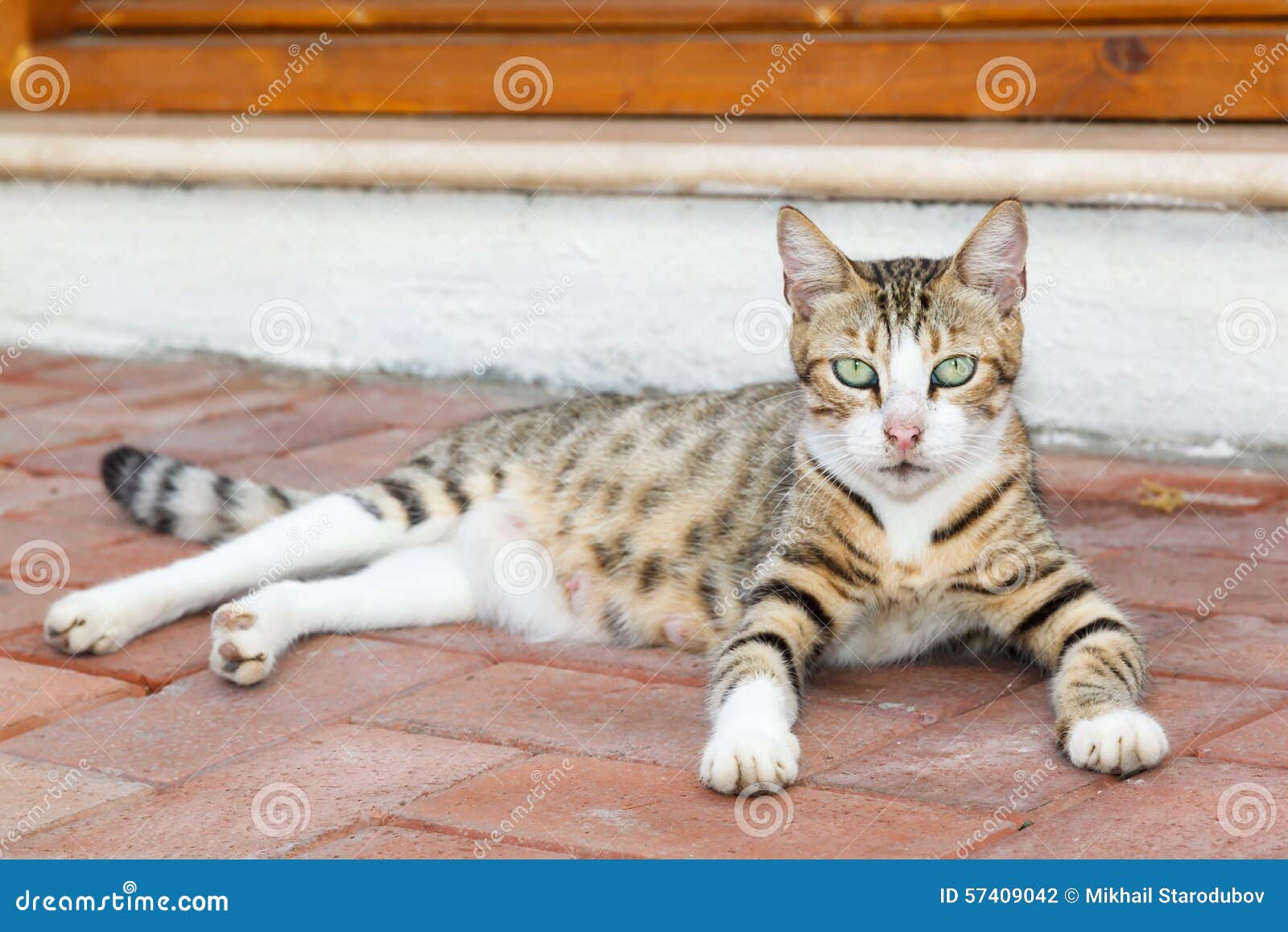 Beautiful stray cat stock photo. Image of outdoor, cute - 57409042