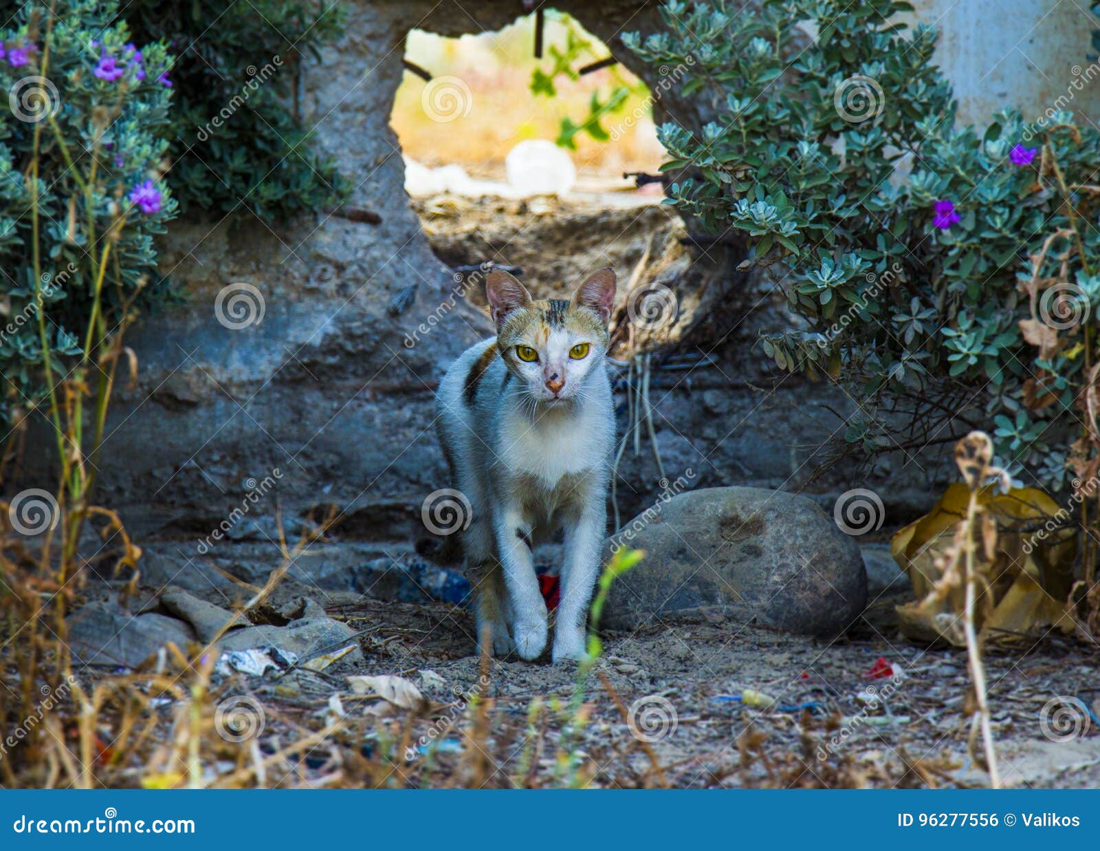 Beautiful stray cat stock photo. Image of garden, healthy - 96277556