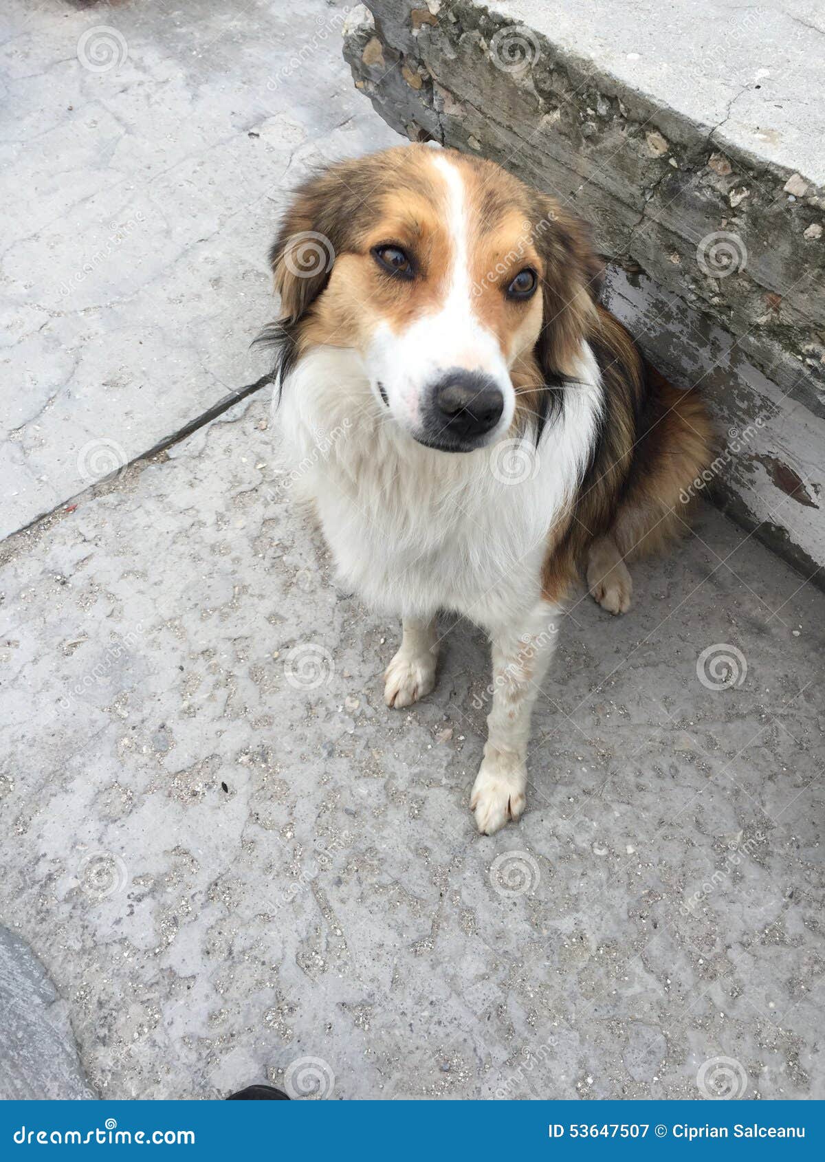 Beautiful stray dog stock image. Image of mercy, beautiful - 53647507