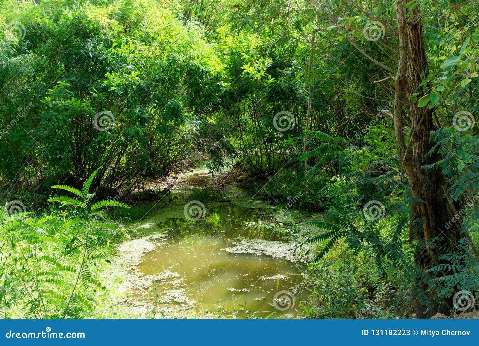 A Beautiful Stream Flows through a Thick, Overgrown Forest. Stock Image ...