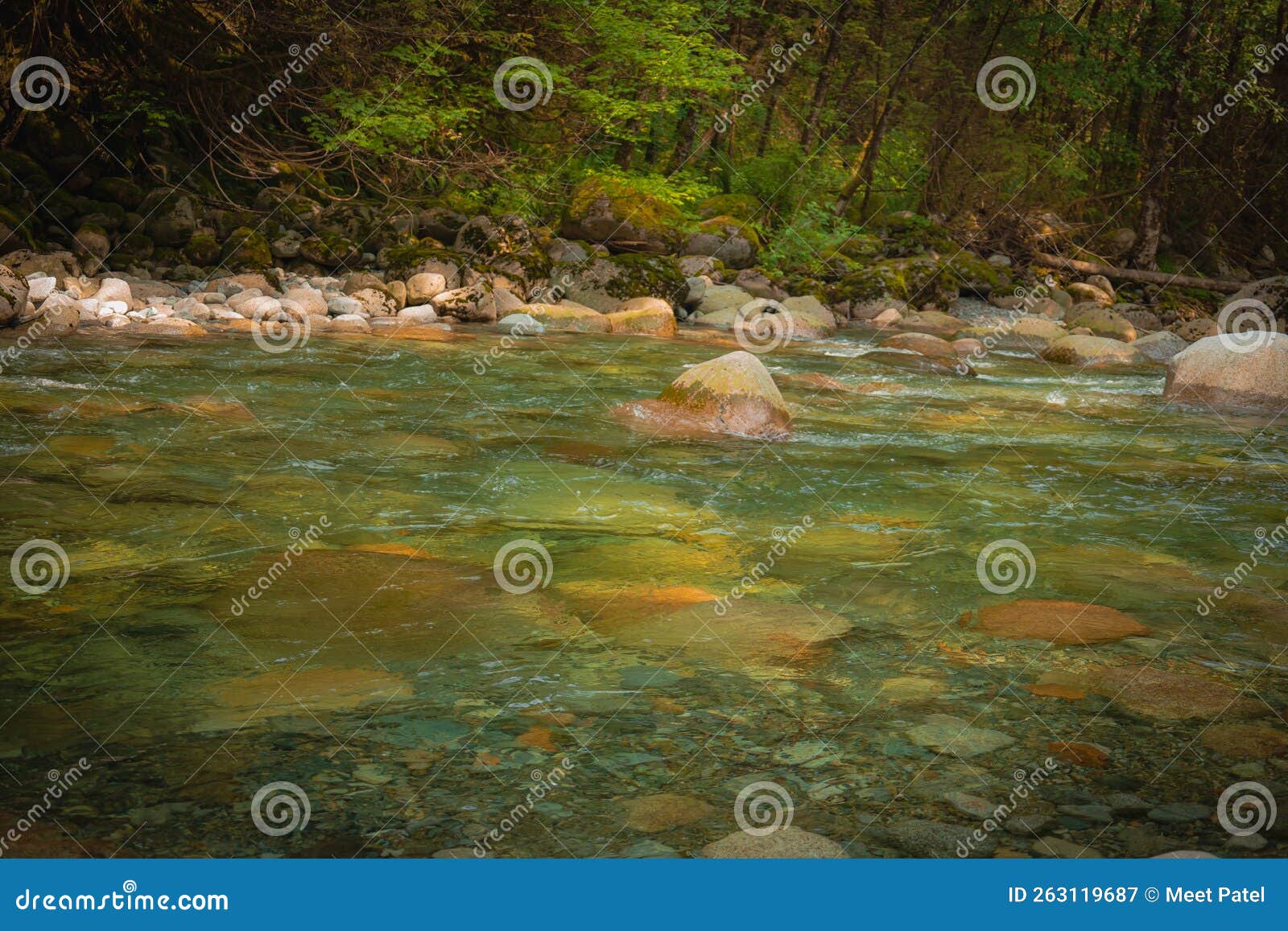 A Beautiful Stream in a Forest Stock Image - Image of nature, stream ...