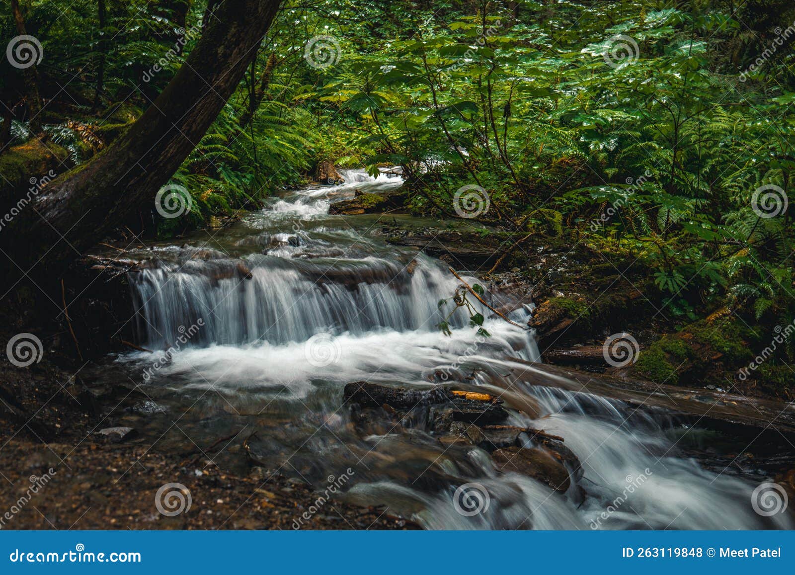 A Beautiful Stream in a Forest Stock Photo - Image of branchy ...