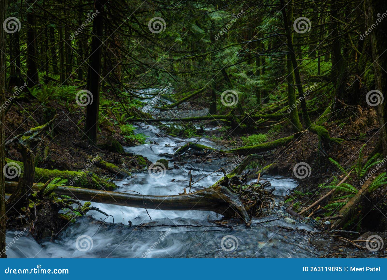 A Beautiful Stream in a Forest Stock Image - Image of river, leaves ...