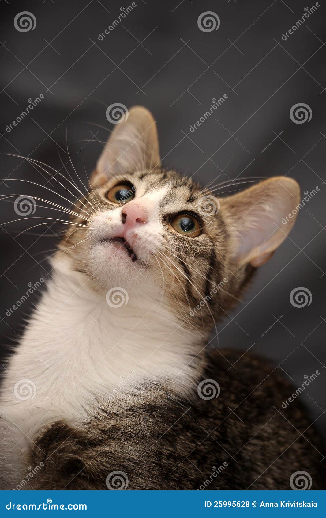 Beautiful striped cat stock photo. Image of grey, playful - 25995628