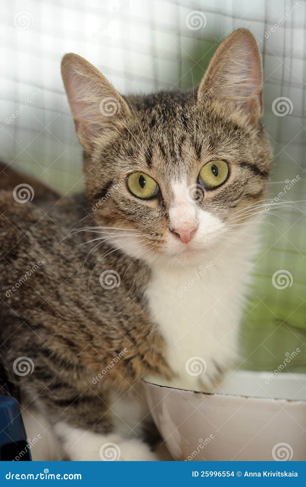 Beautiful striped cat stock photo. Image of interest - 25996554