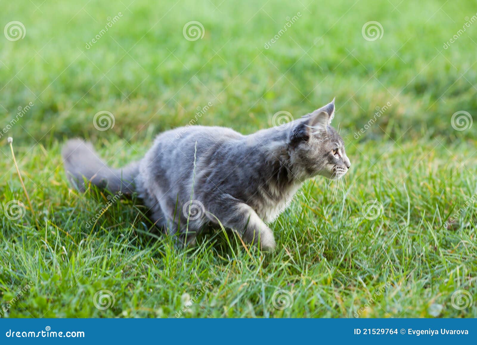 Beautiful Striped Maine Coon Cat Stock Photo - Image of pedigree, cute ...