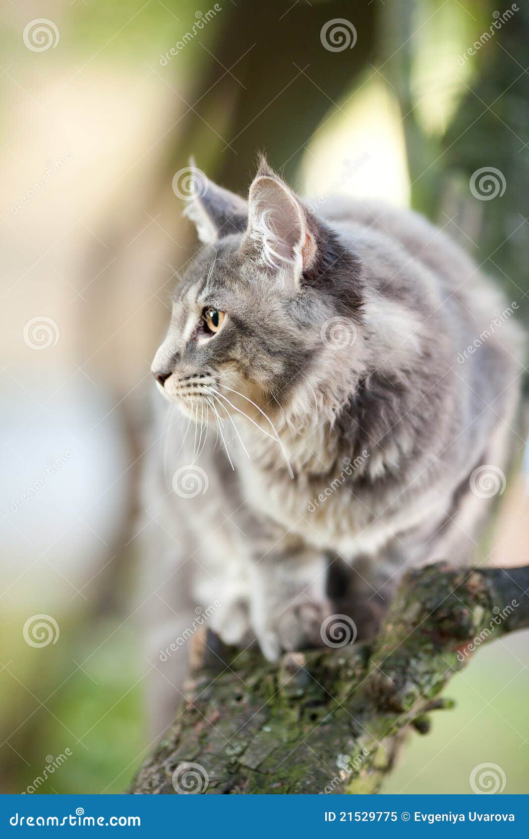 Beautiful Striped Maine Coon Cat Stock Image - Image of looking, feline ...