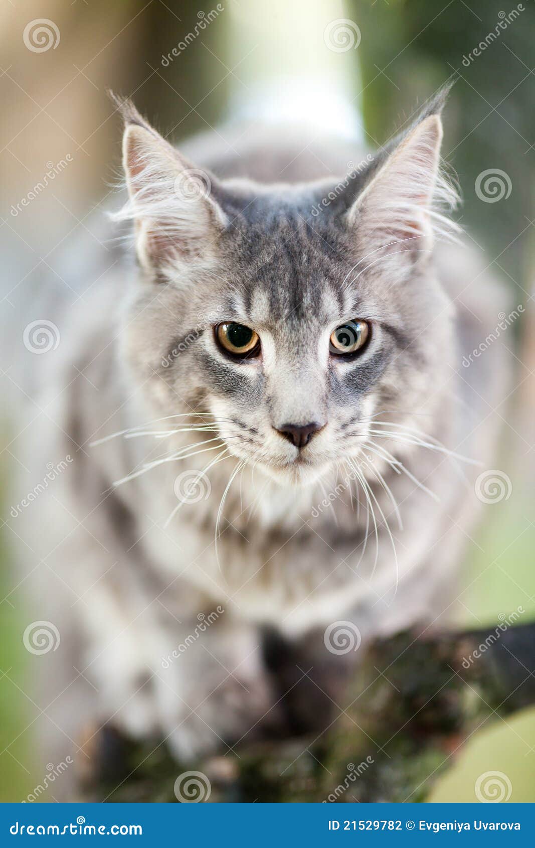 Beautiful Striped Maine Coon Cat Stock Photo - Image of hunting, kitten ...