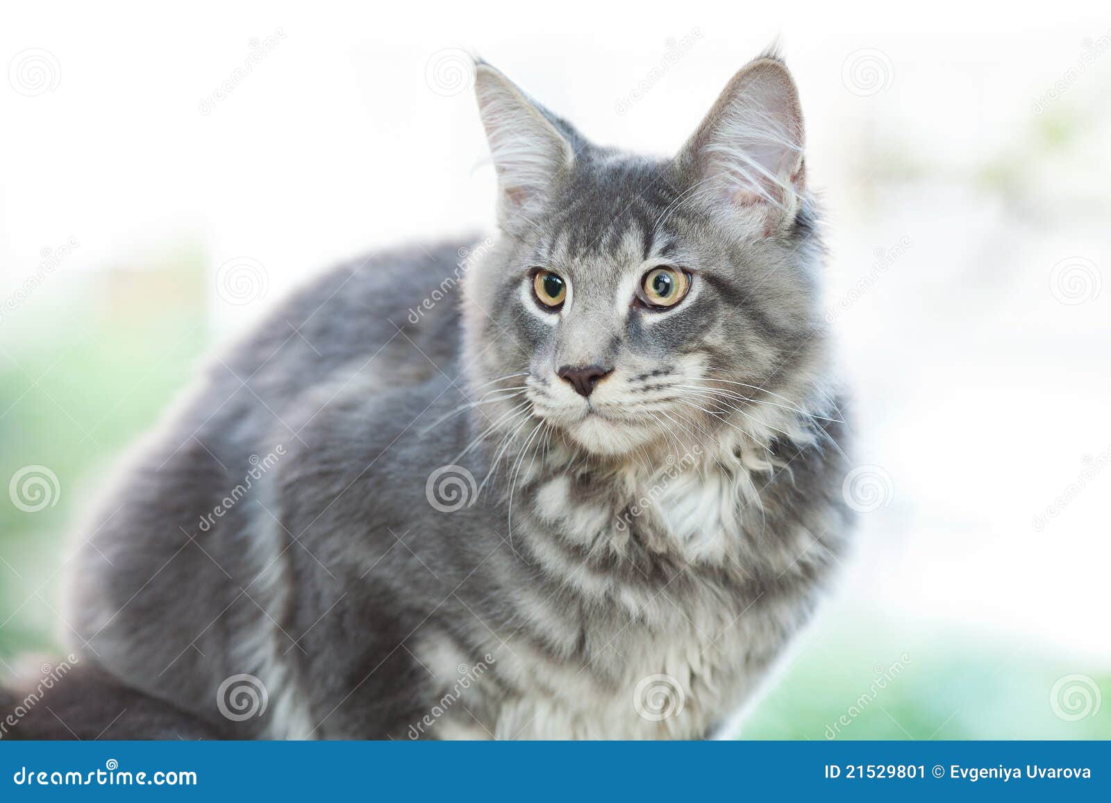 Beautiful Striped Maine Coon Cat Stock Image - Image of adorable, play ...