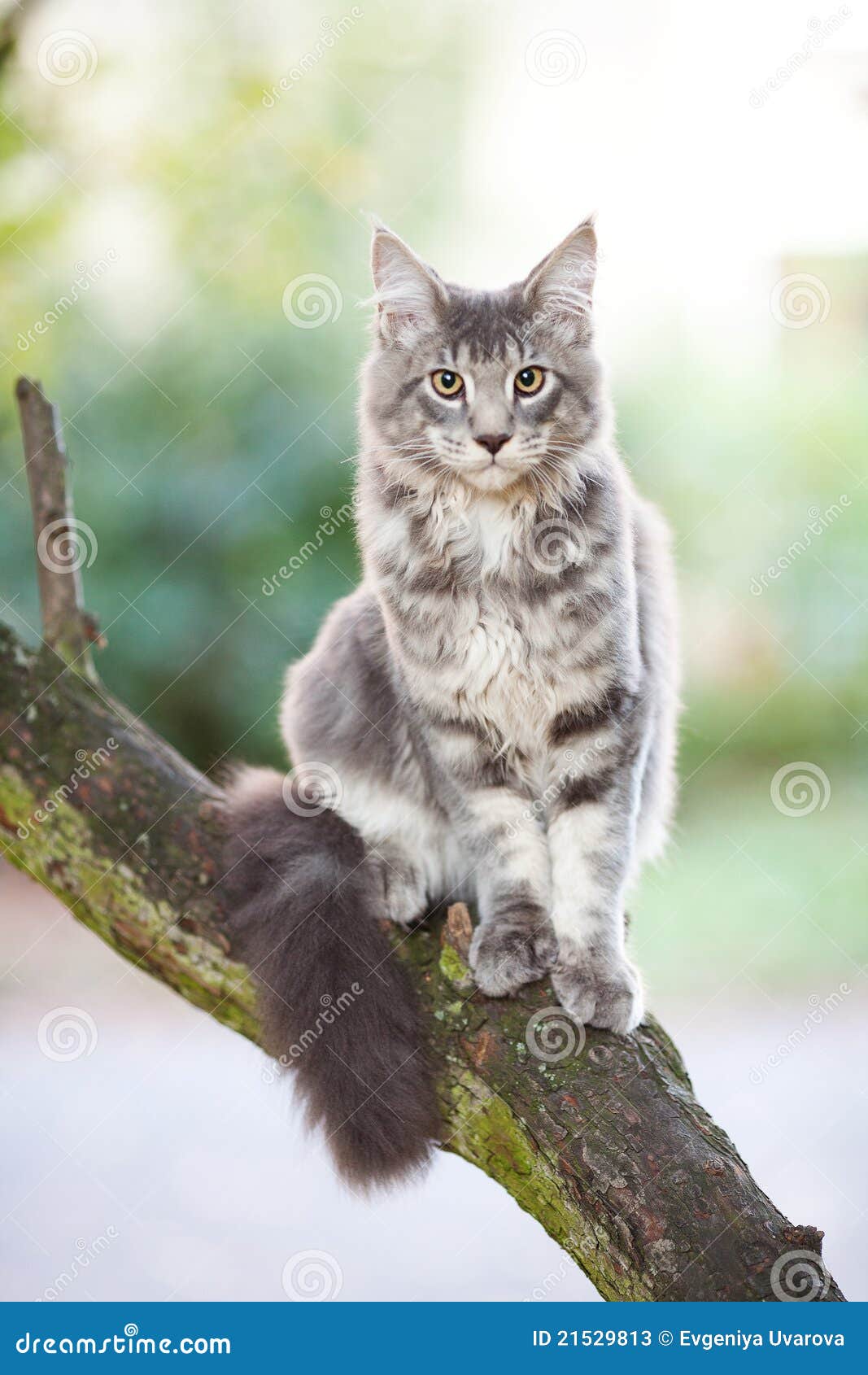 Beautiful Striped Maine Coon Cat Stock Image - Image of adorable ...