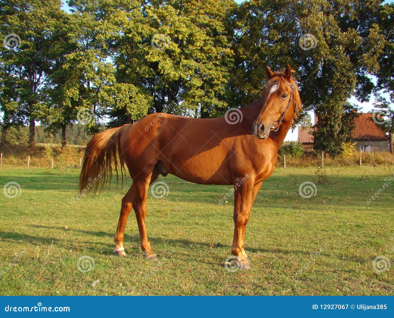 Beautiful strong horse stock image. Image of graze, country - 12927067