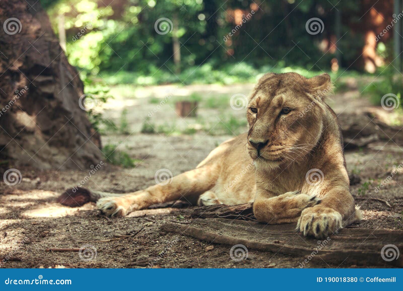 Beautiful Strong Lioness Lies in the Shadow of Trees Stock Photo ...
