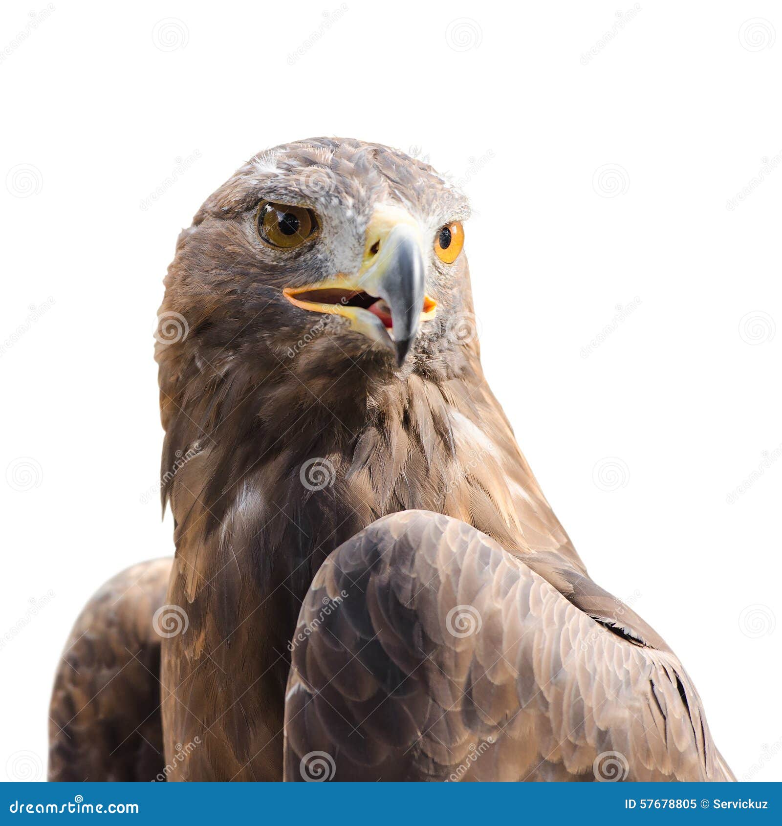 Beautiful Strong Raptor Golden Eagle Bird Stock Image - Image of ...