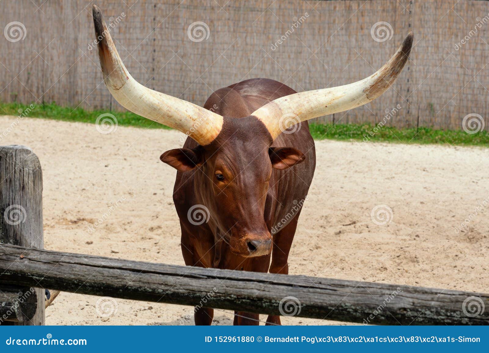 Beautiful Strong Watusi Cattle on the Farm Stock Photo - Image of ...