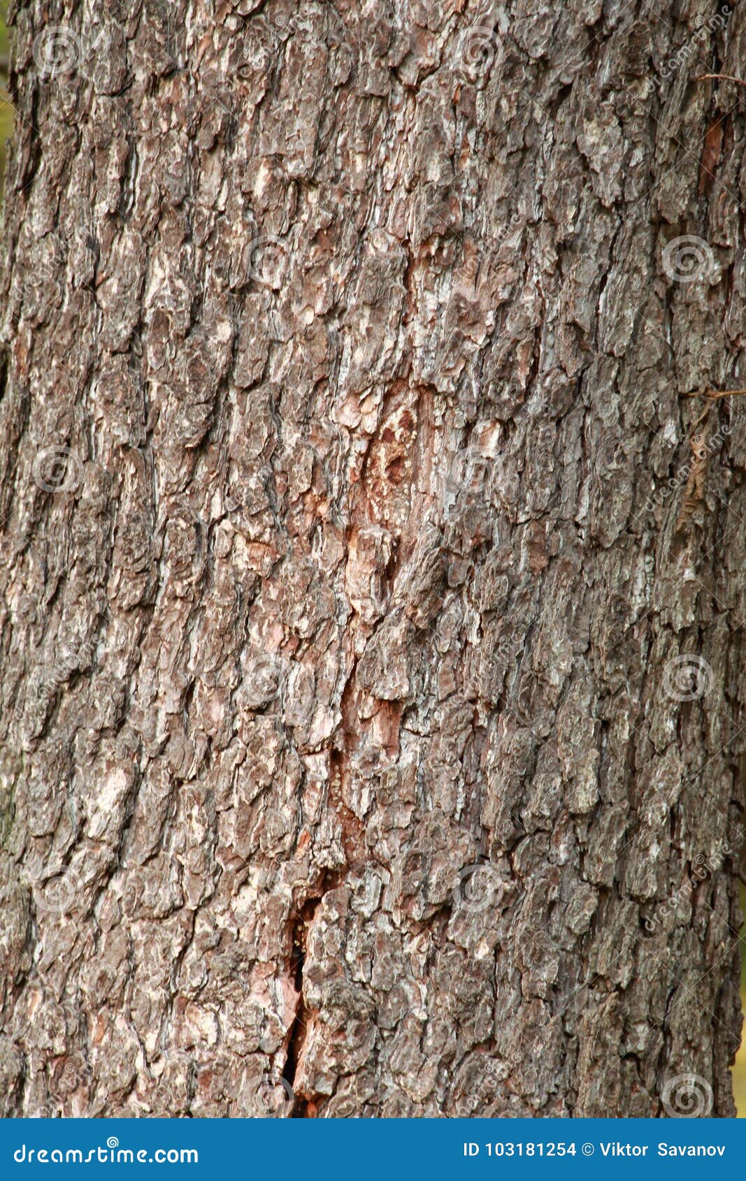 Just bark on a tree. stock photo. Image of black, bark - 103181254