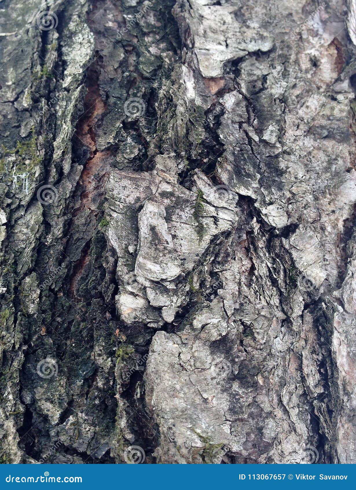 Just Bark on a Tree. Look at this Photo from a Distance and from ...