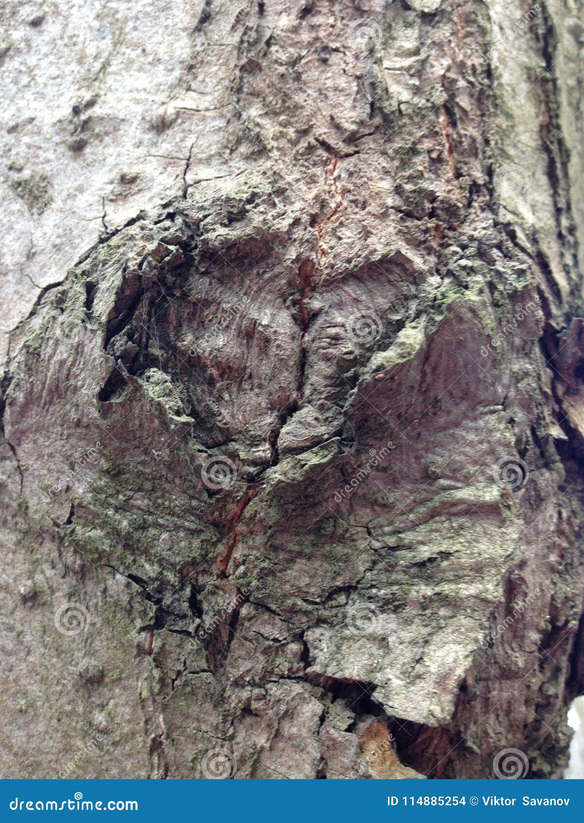 Beautiful Structural Surface of the Bark on Different Trees. You Will ...