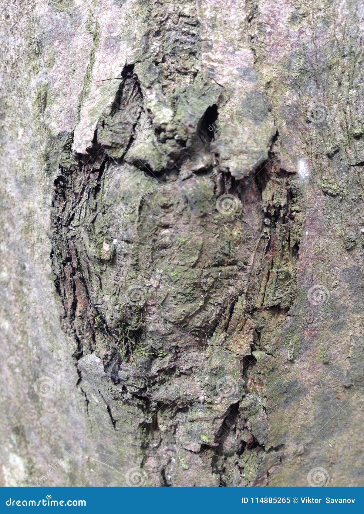 Beautiful Structural Surface of the Bark on Different Trees. You Will ...