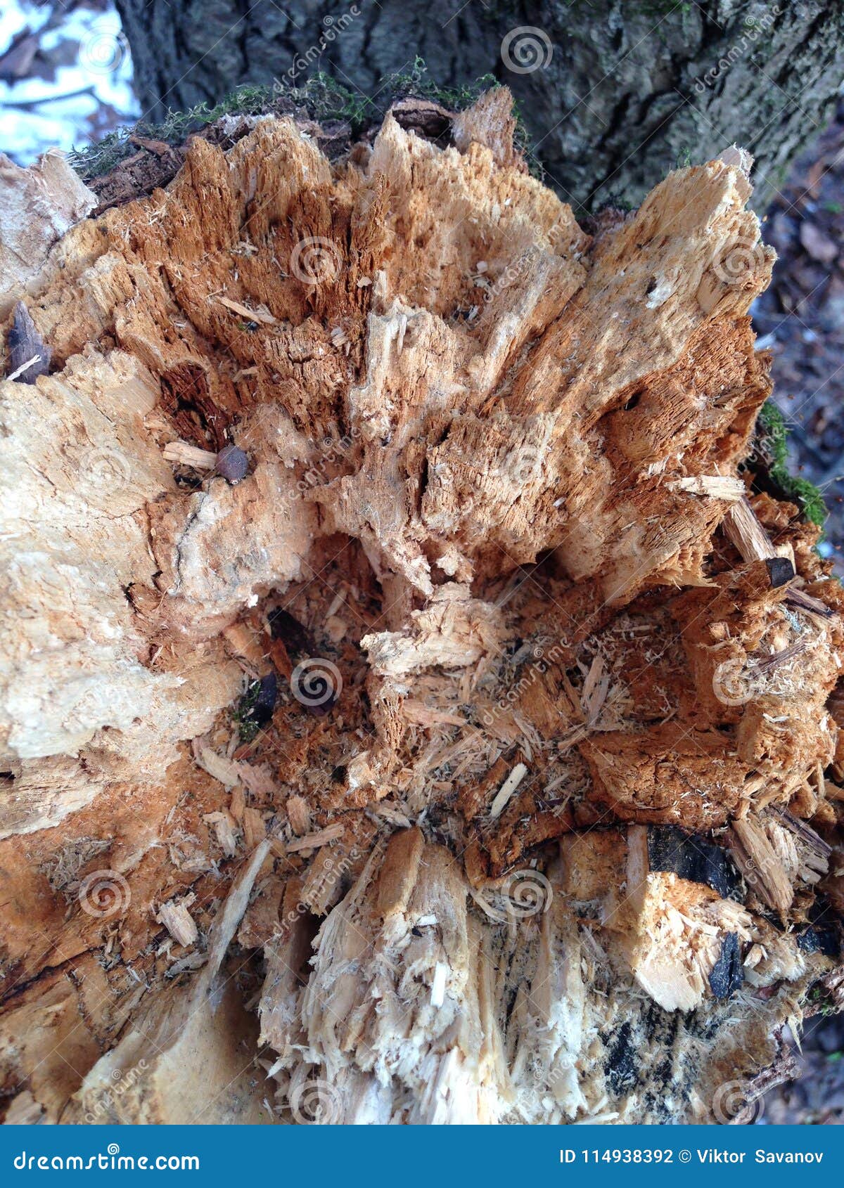 Beautiful Structural Surface of the Bark on Different Trees. You Will ...