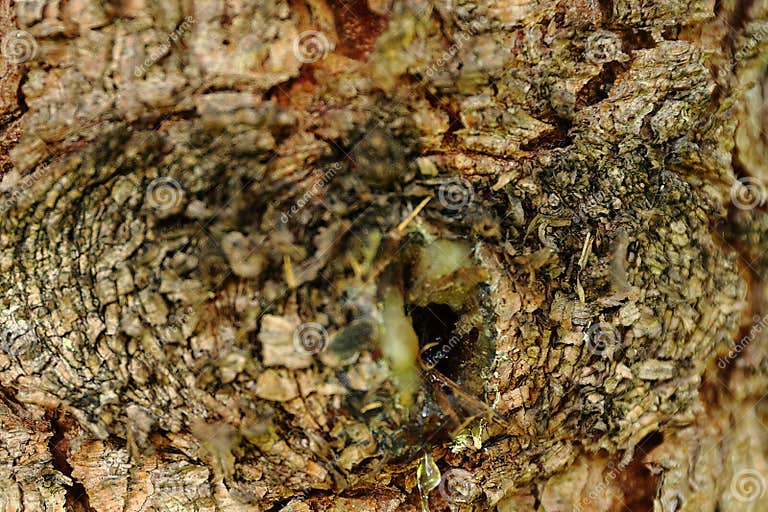 Tree Bark Structure with a Knot in the Middle Stock Photo - Image of ...