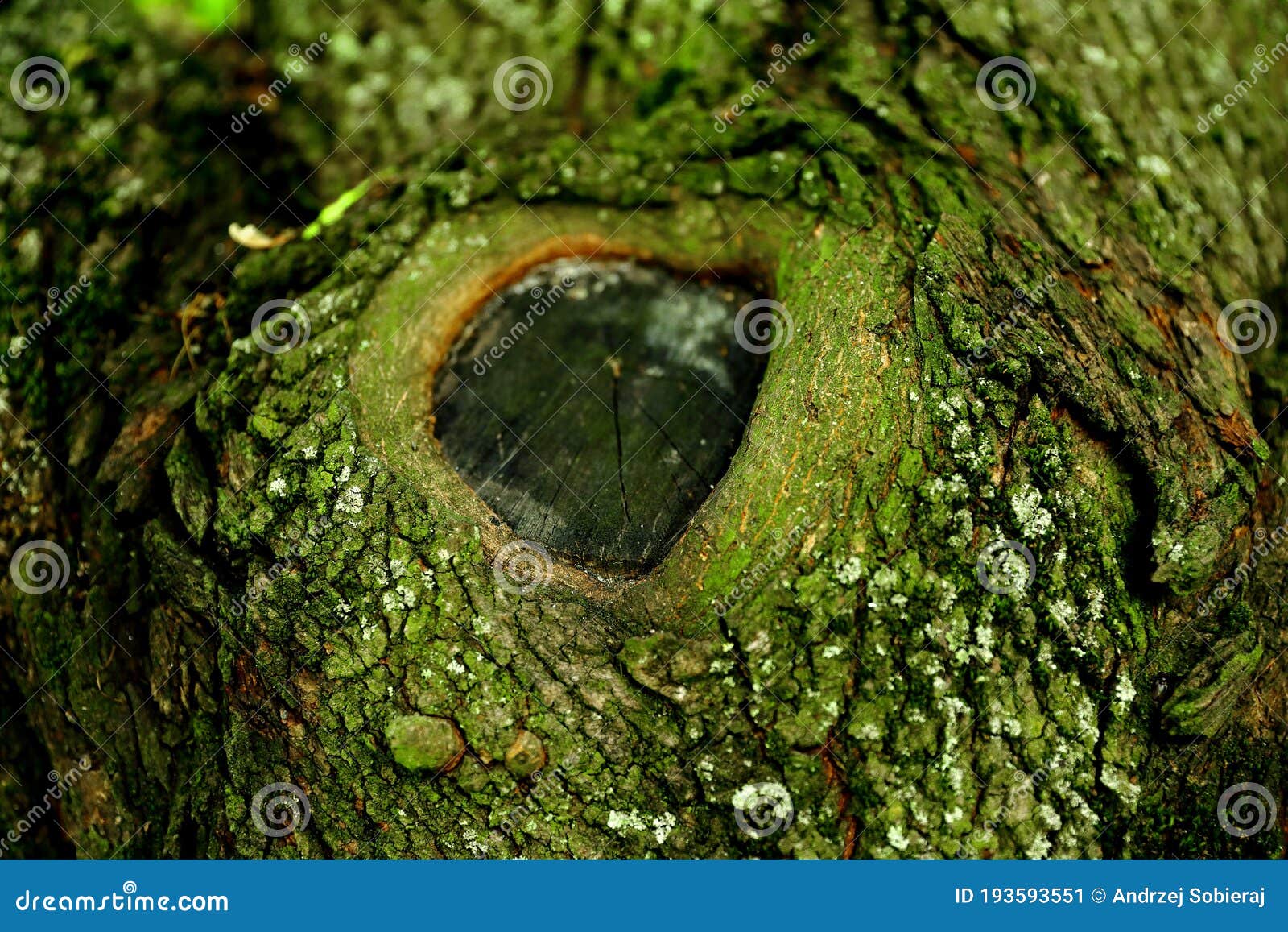 Tree Bark Structure with a Knot in the Middle Stock Image - Image of ...